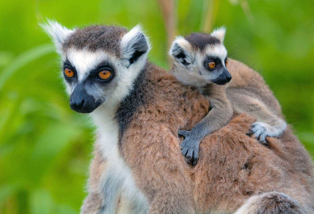 ¿Sabías que los lémures solo habitan en la Isla de Madagascar? - Canal ...
