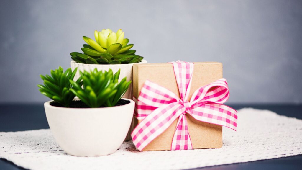 Plantas: tres ideas de regalo imprescindibles - Canal 12 de El Salvador