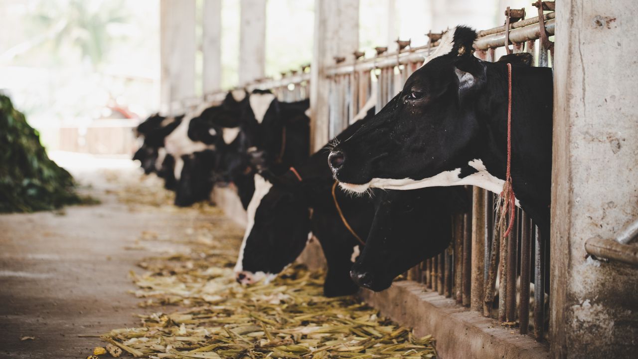 Miasis: la rara enfermedad que resurge y preocupa a especialistas ...