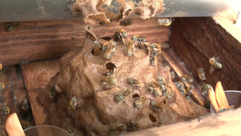 Proyecto de la UES para cría y conservación de abejas sin aguijón ...