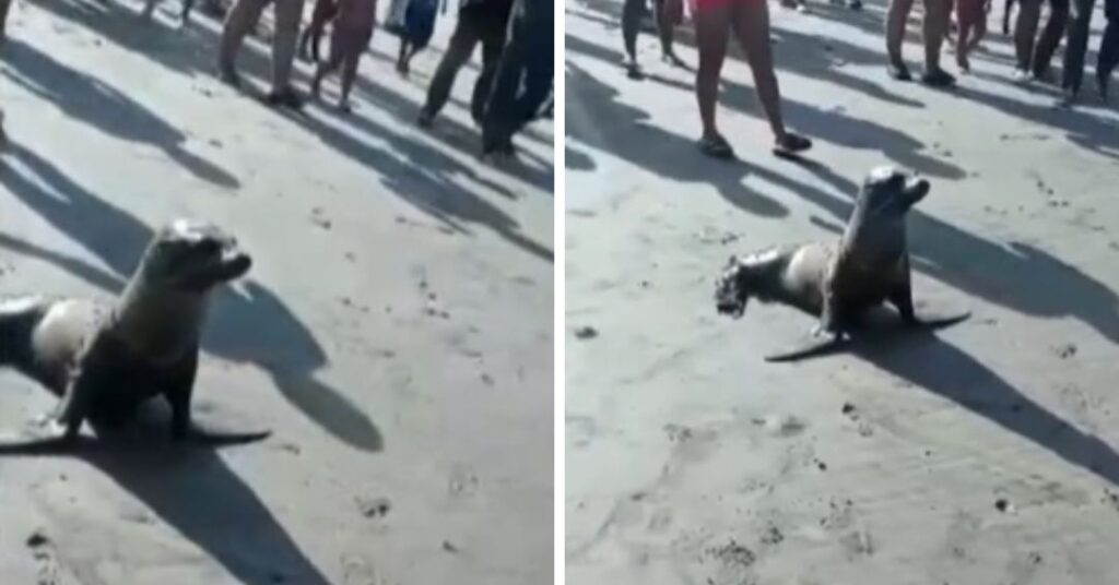 Usulután: Turistas sorprendidos por león marino en playa El Espino ...